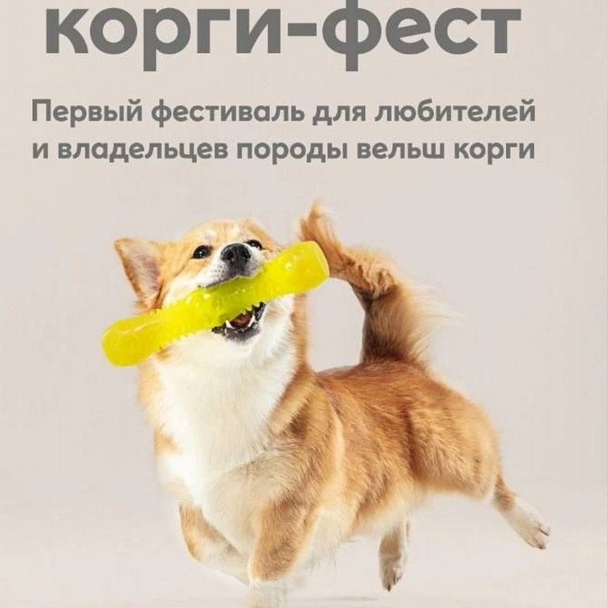 Осенний корги-фест