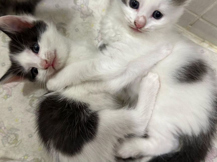 Котята мальчики
