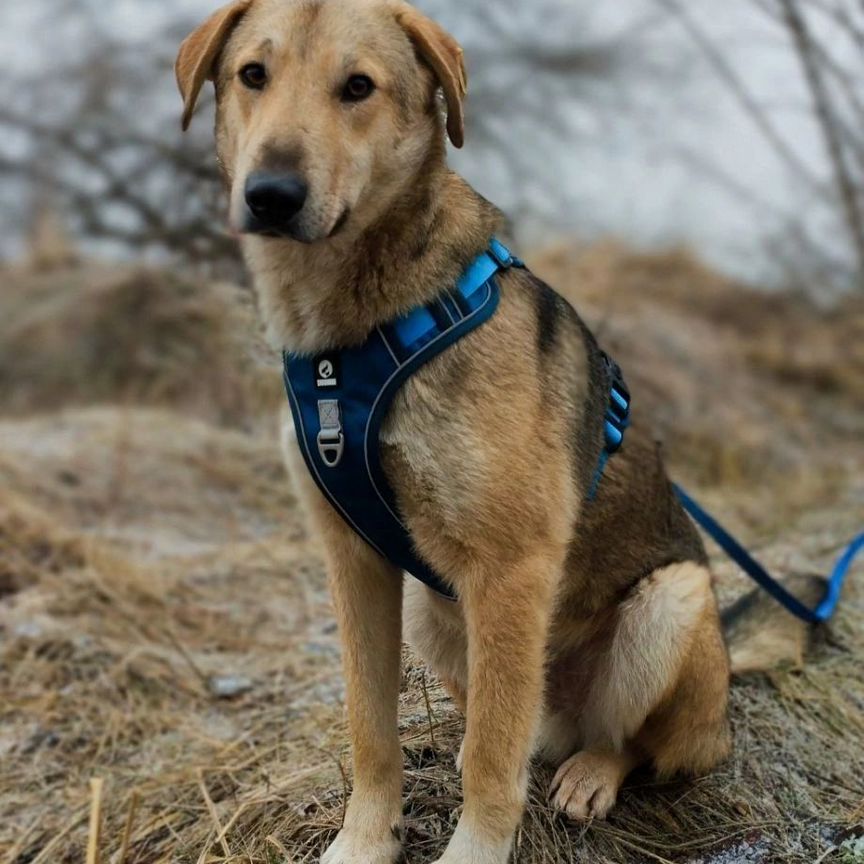 Собака в добрые руки