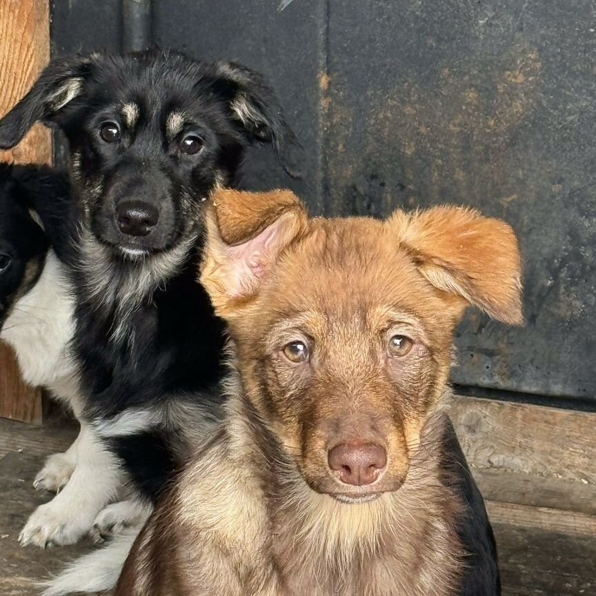 Щенки в добрые руки