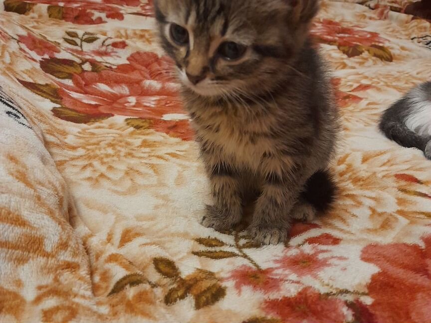Катенька