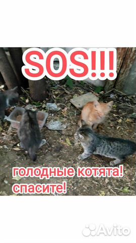 Красивые котята, голодные, не кормят, мышеловы