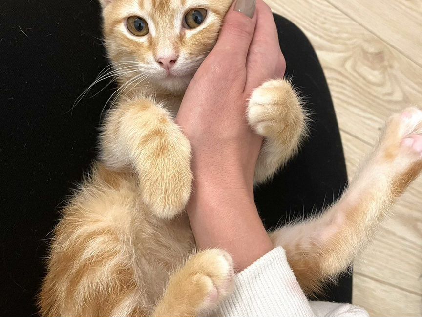 Котята в добрые руки