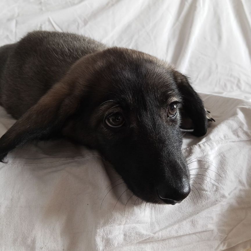 Щенок в добрые руки