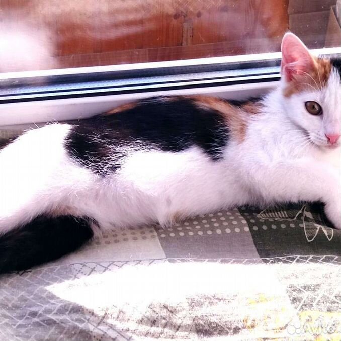 Котенок девочка около 3 х мес