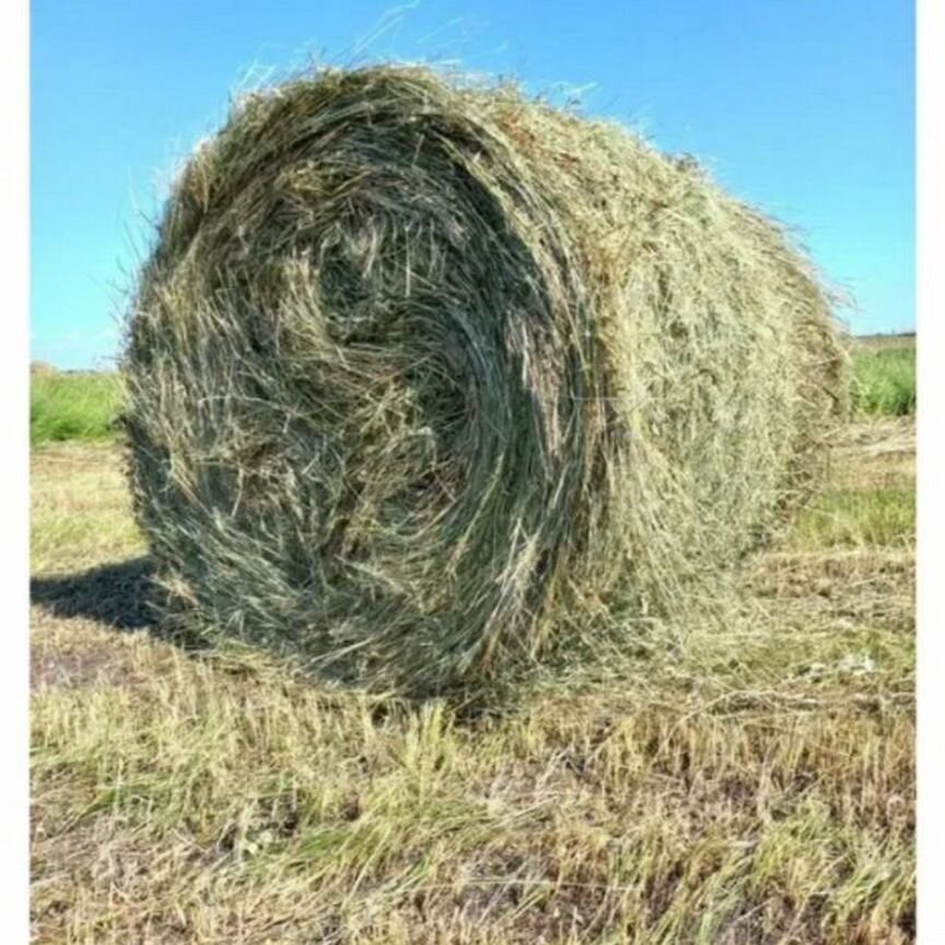 Сено в рулонах