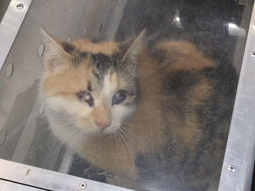 Слепая кошка сос