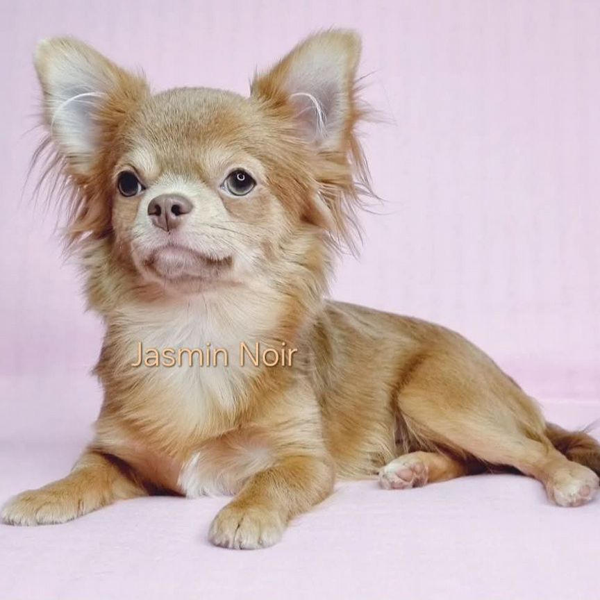 Чихуахуа девочка лиловая