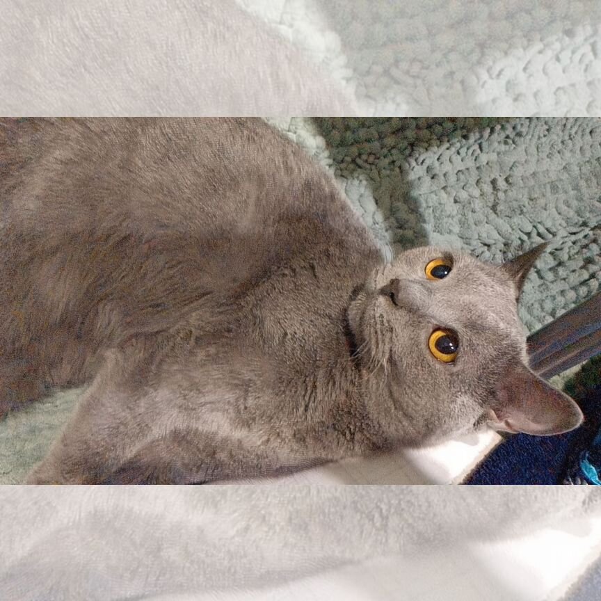 Британский короткошёрстный кот, взрослый