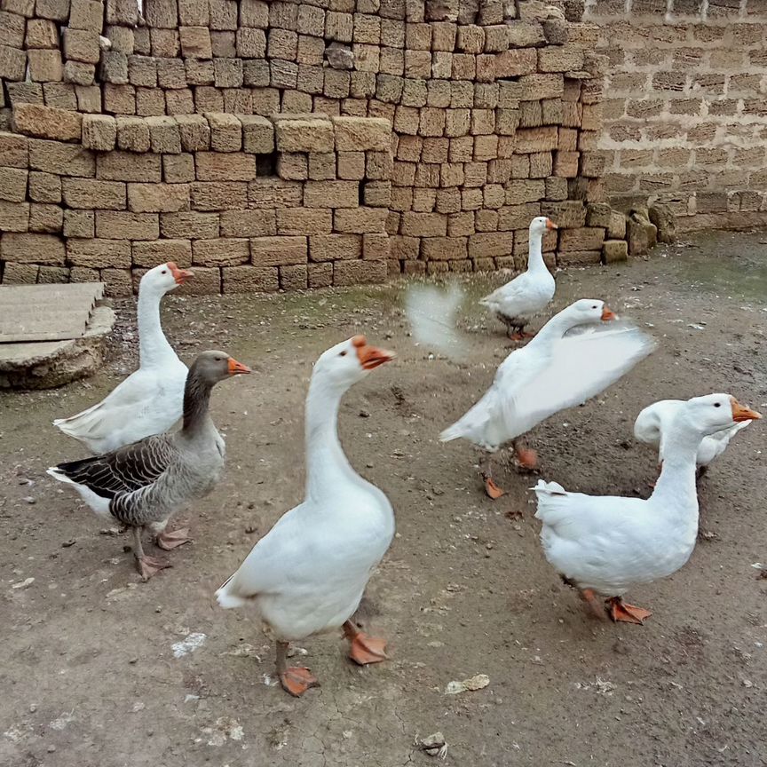Гуси