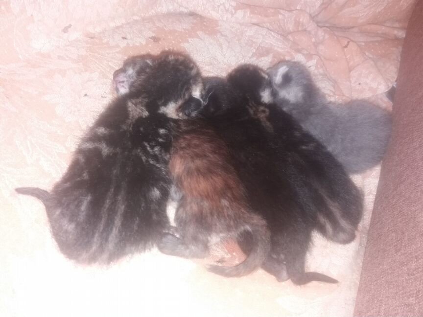 Котята в добрые руки