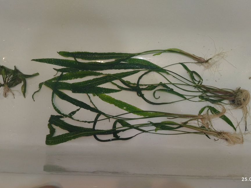 Растение в аквариум