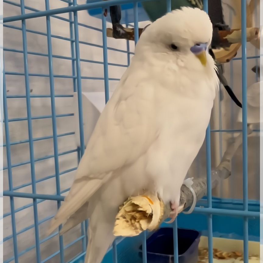 Волнистый выстовочный попугай Чех