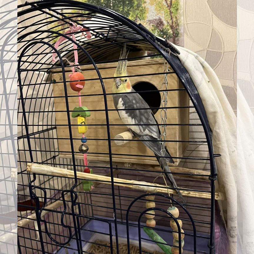 Семейная пара корелл