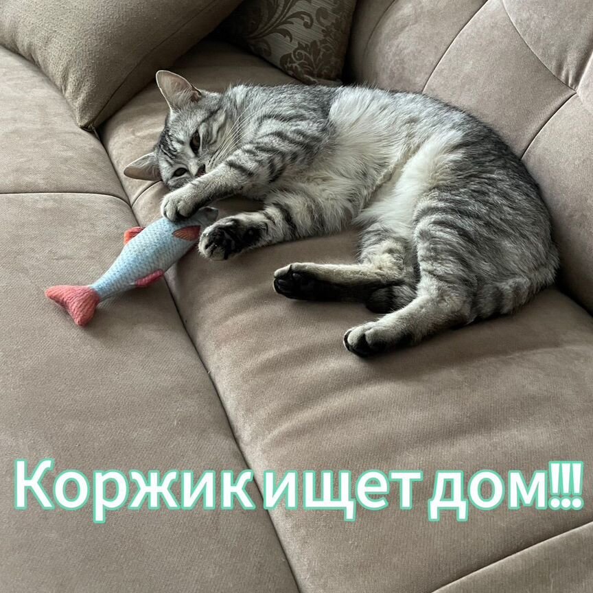 Котик в добрые руки