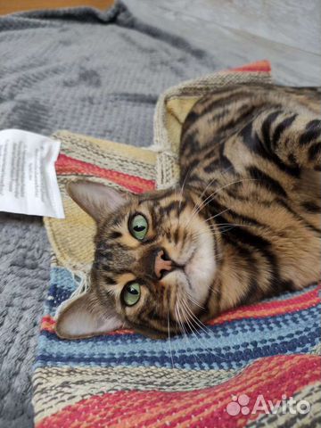 Очень добрая кошка