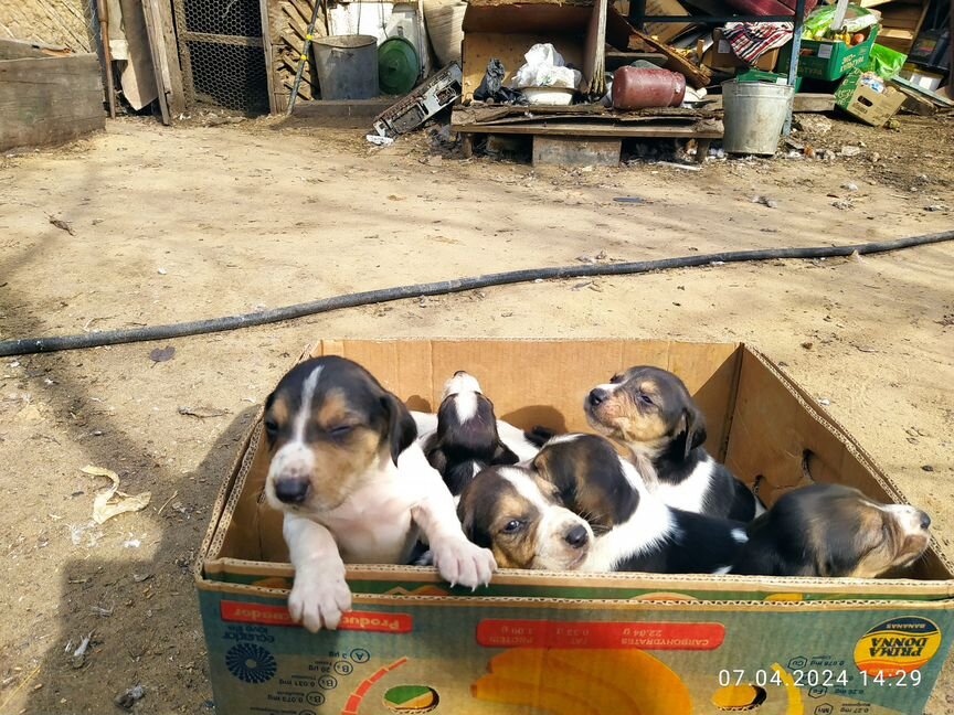 Продаются щенки
