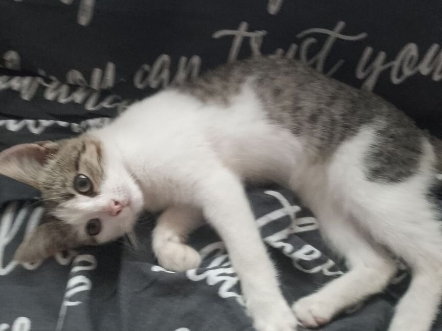 Котëнок