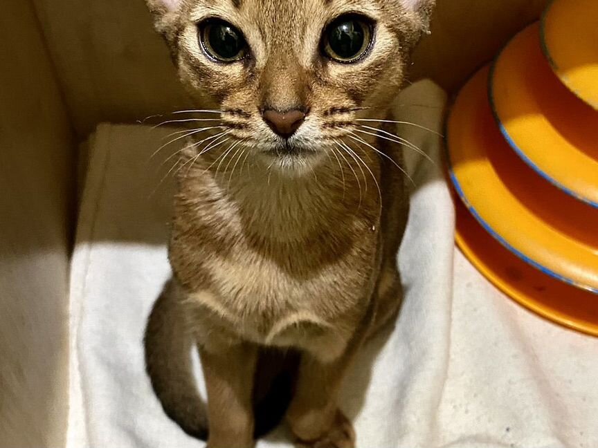 Абиссинская принцесса