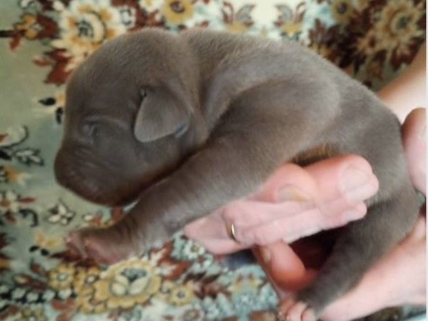 Собака питбуль голубой 1 месяц