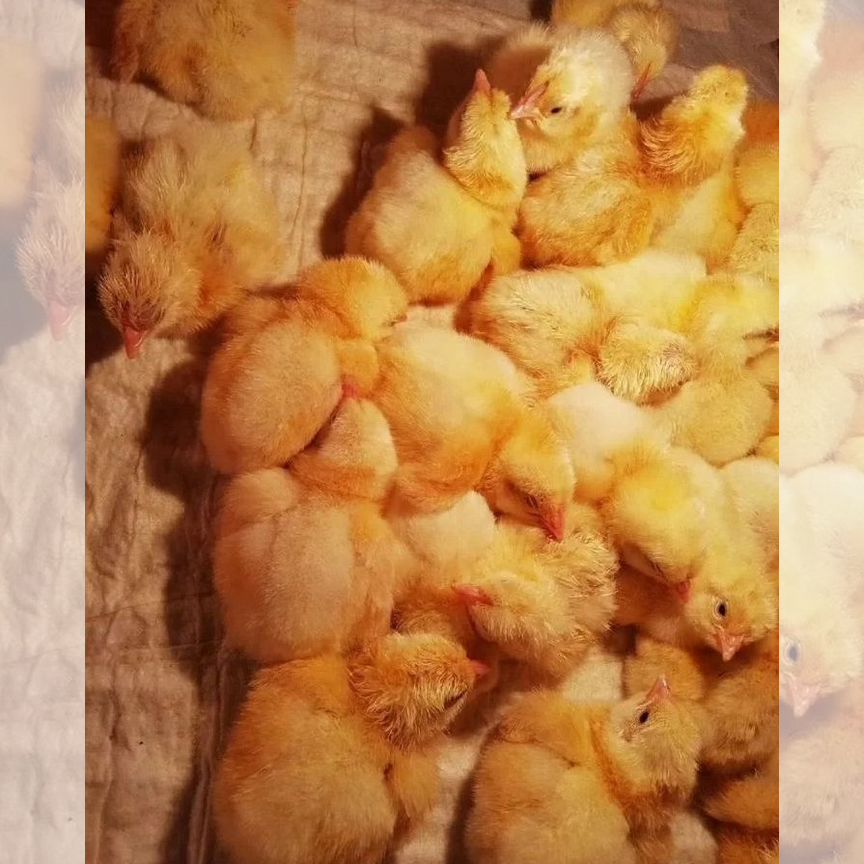 Цыплята бройлеры