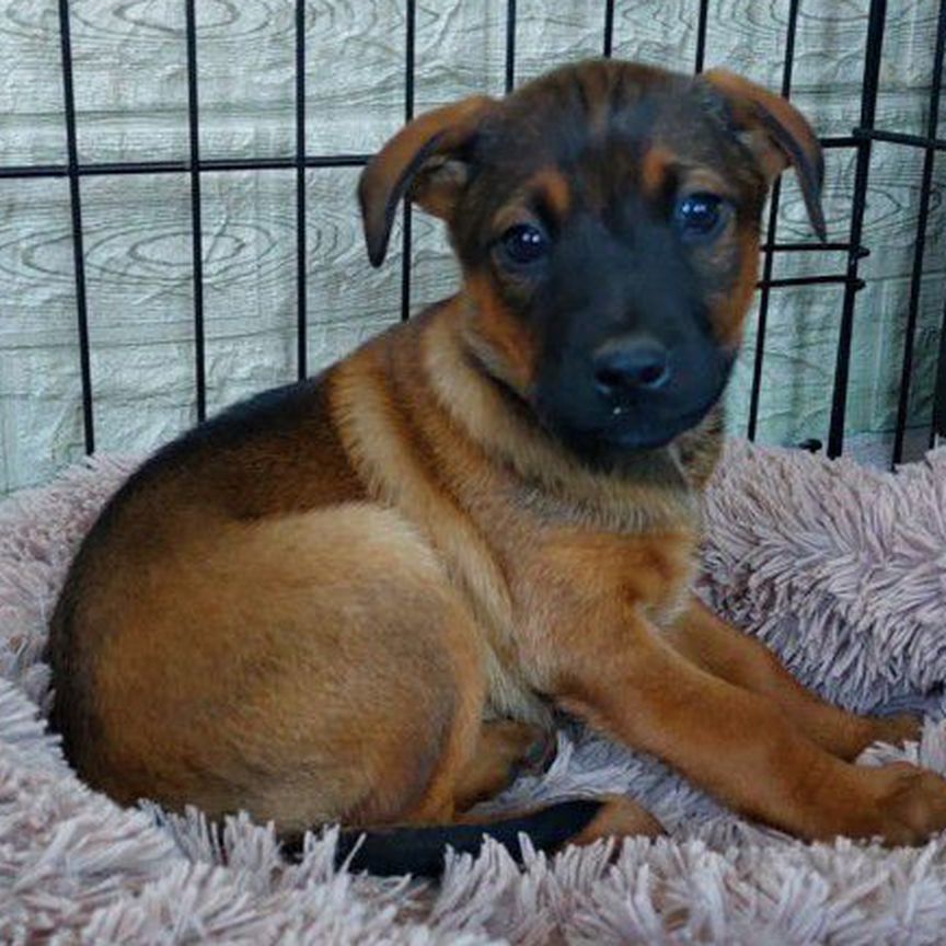 Корица щенок