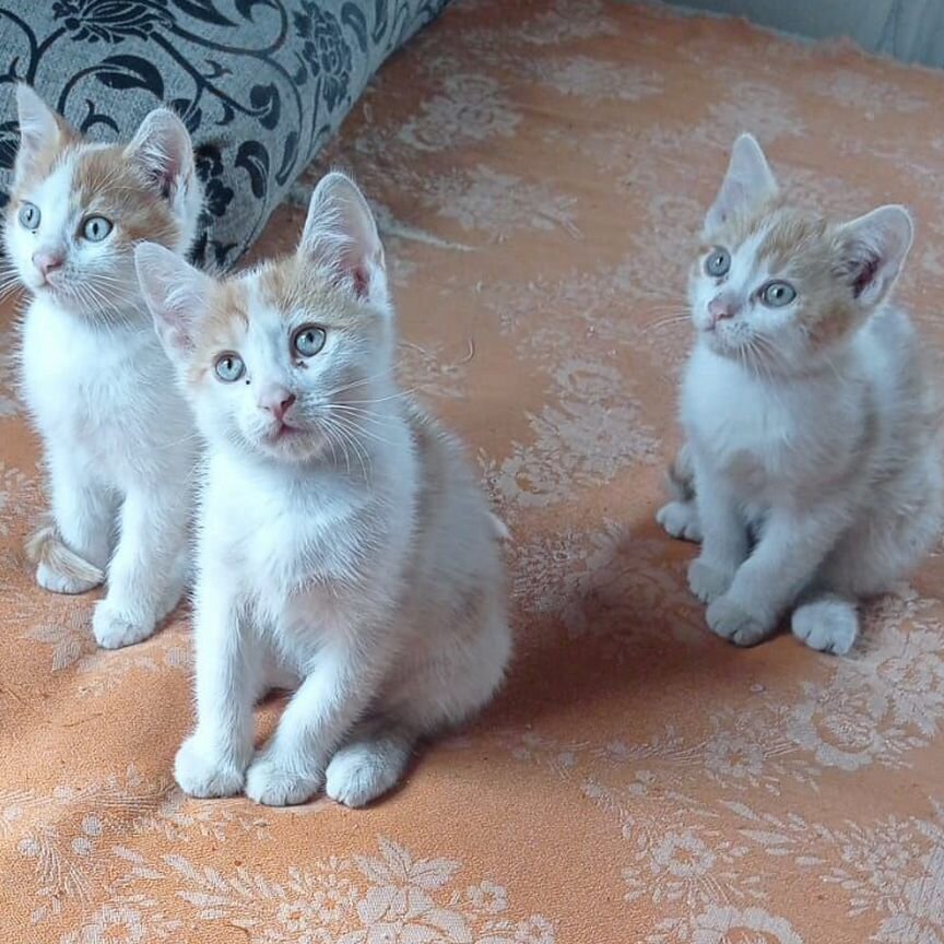 Отдам котенка в добрые руки