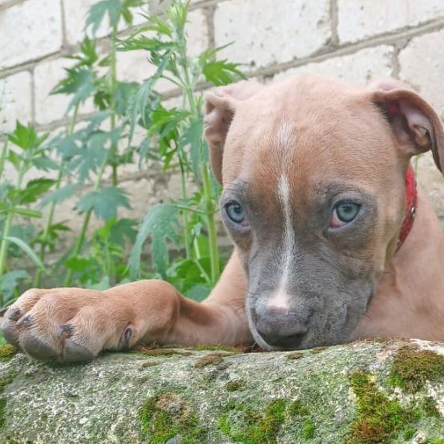 Ам.булли щенок