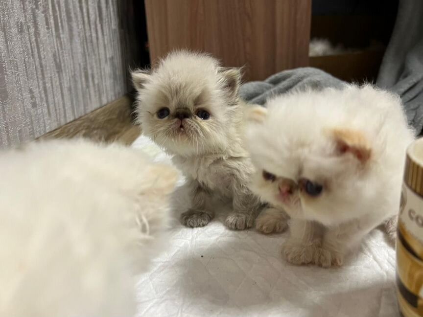 Персидская