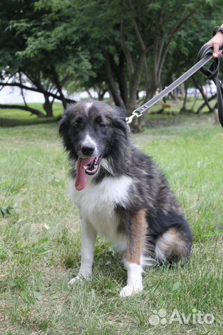 Благодарный и преданный друг