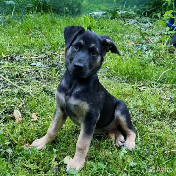 Метис Ронда, 3 месяца, в дар