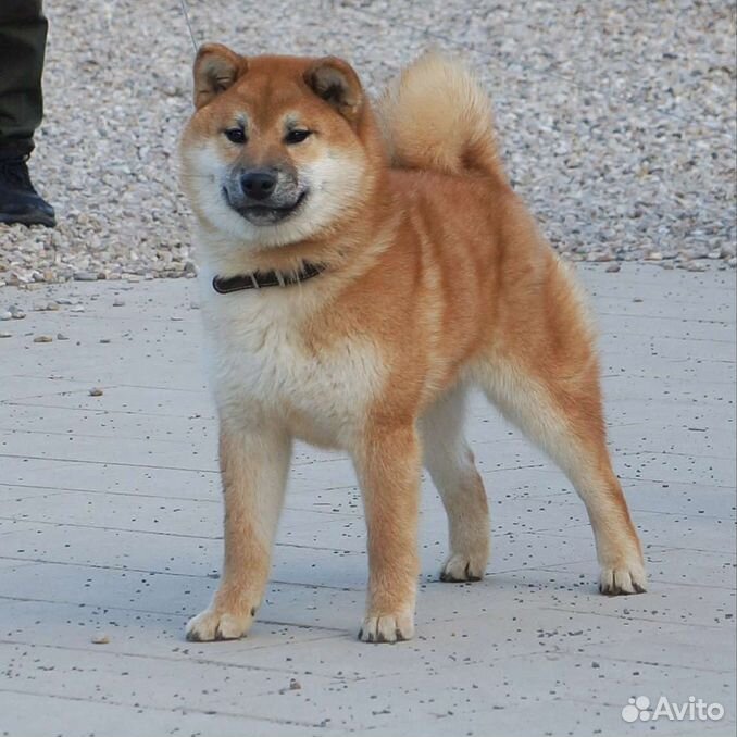 Подрощенный мальчишка сиба ину
