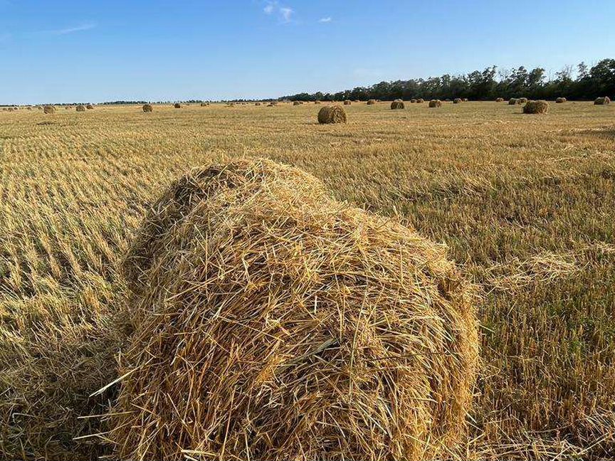 Солома ячменная