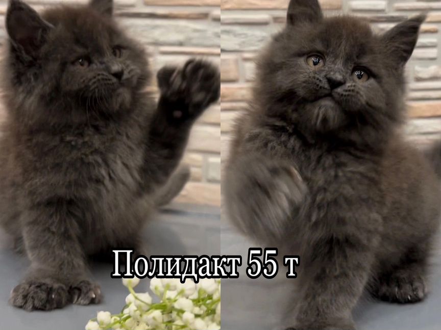 Большой выбор котят и полидактов