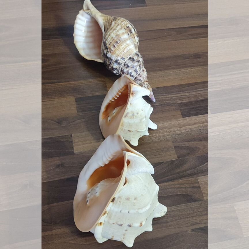 Ракушка Раковина Тритона