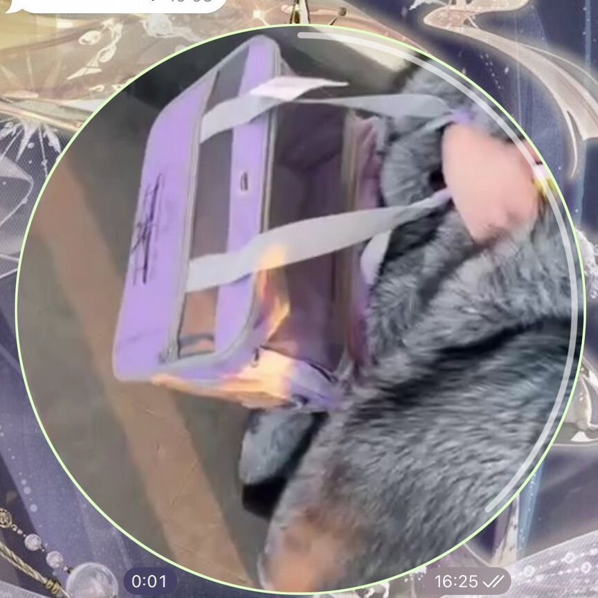 Переноска для кошек