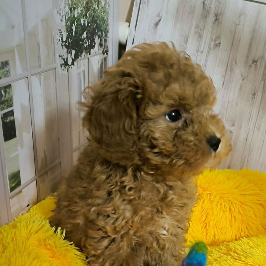 Той пудель.Мальчики