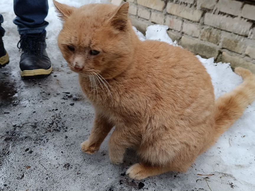 Рыжий кот пропадает в СНТ