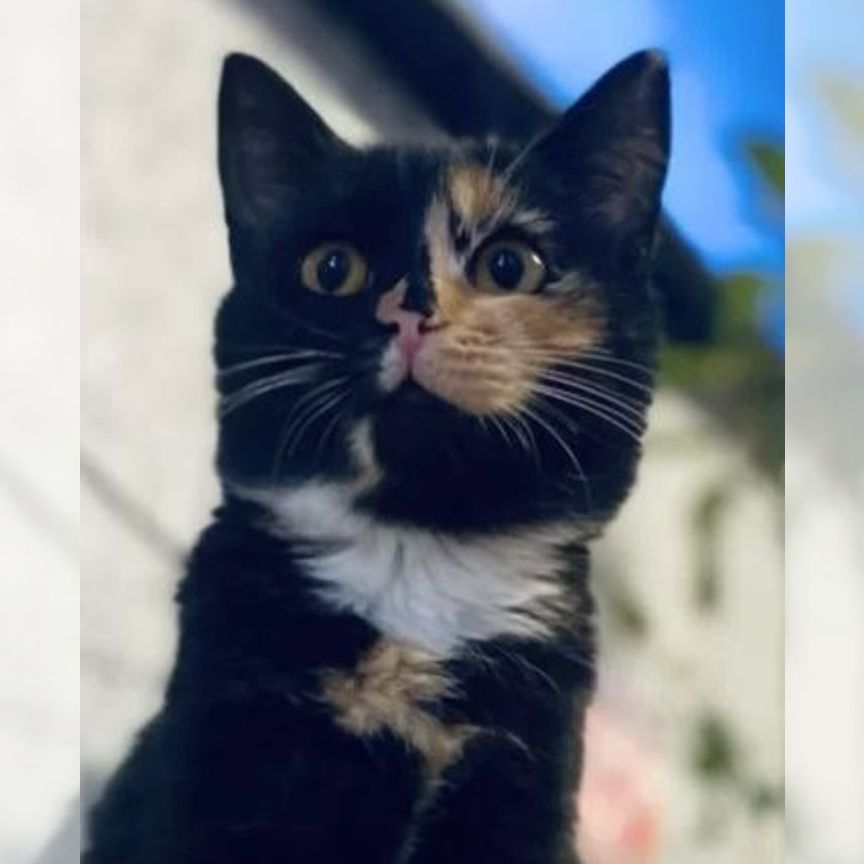 Бездомная кошечка ищет хозяина