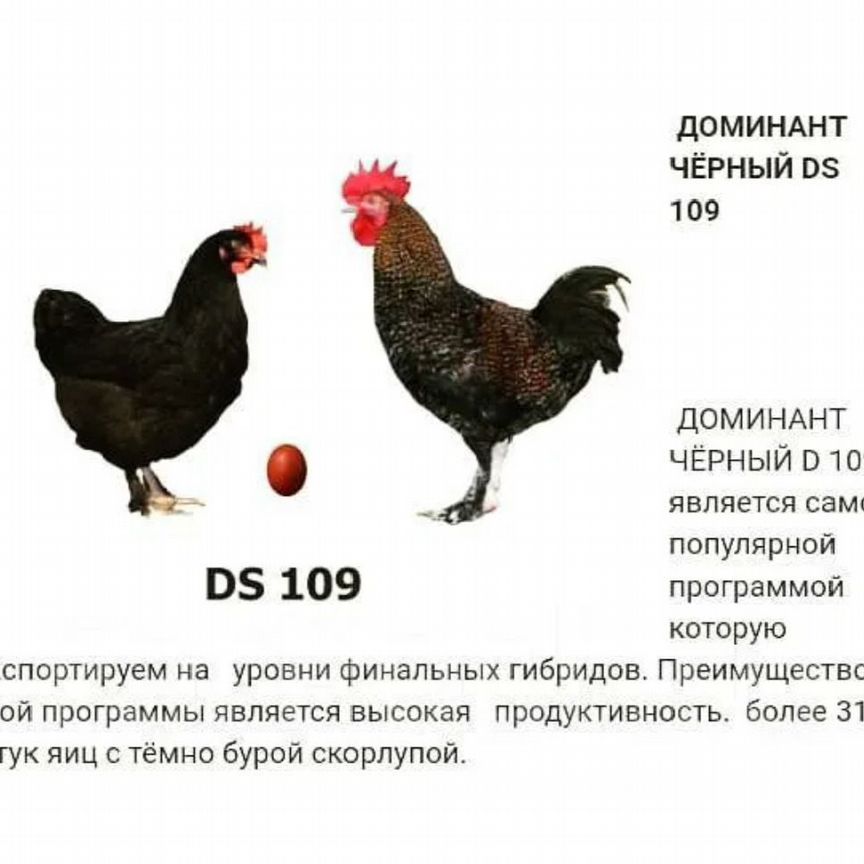 Цыплята породные