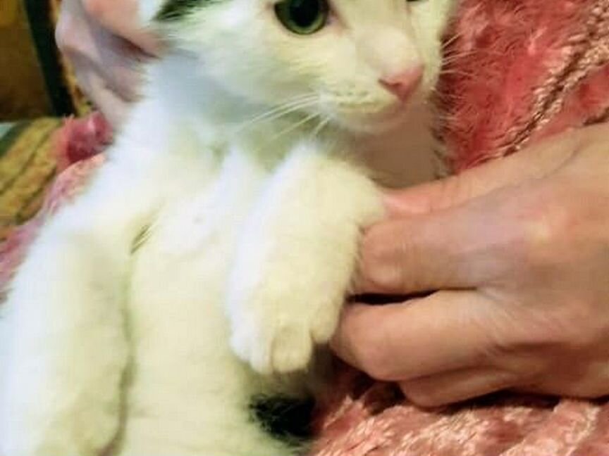 Котенок в добрые руки
