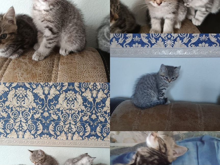 Шотландские котята