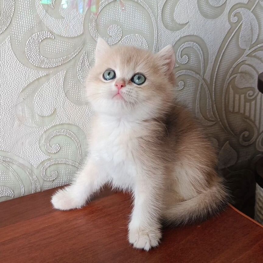 Британская Золотая шиншилла