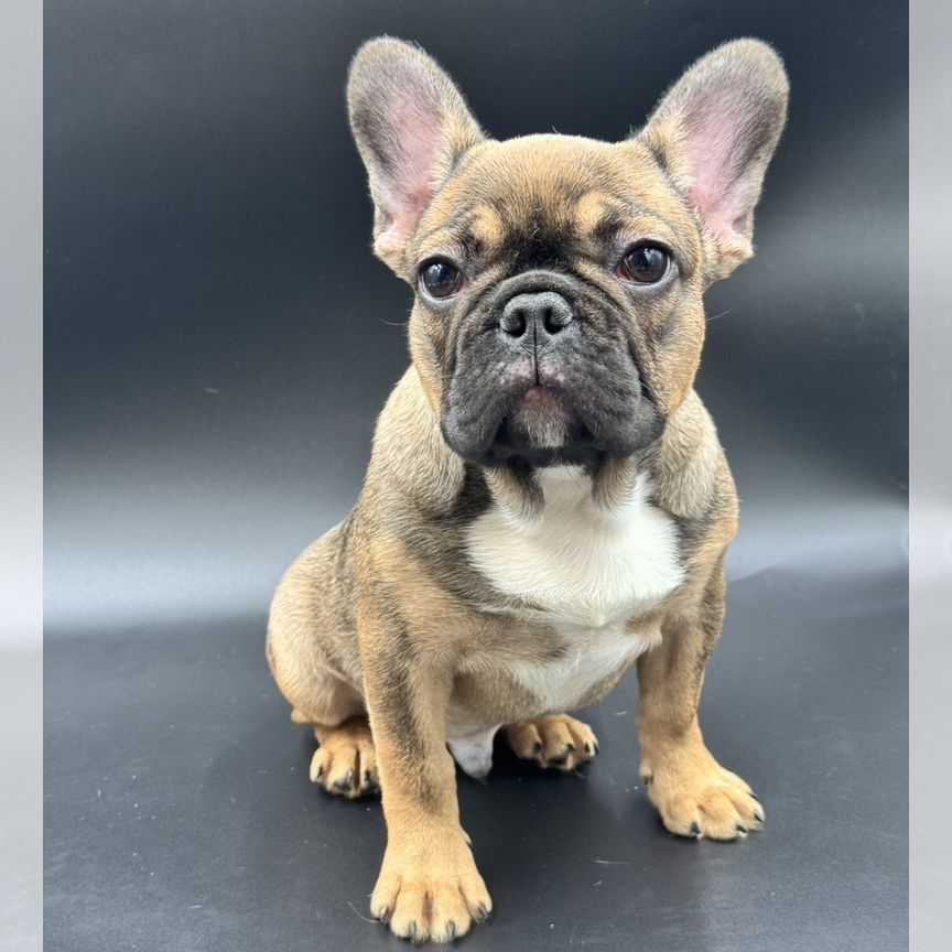 Французский бульдог