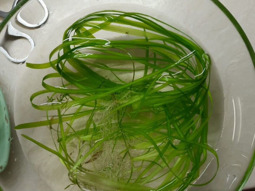 Прополка валиснерия и роголистник