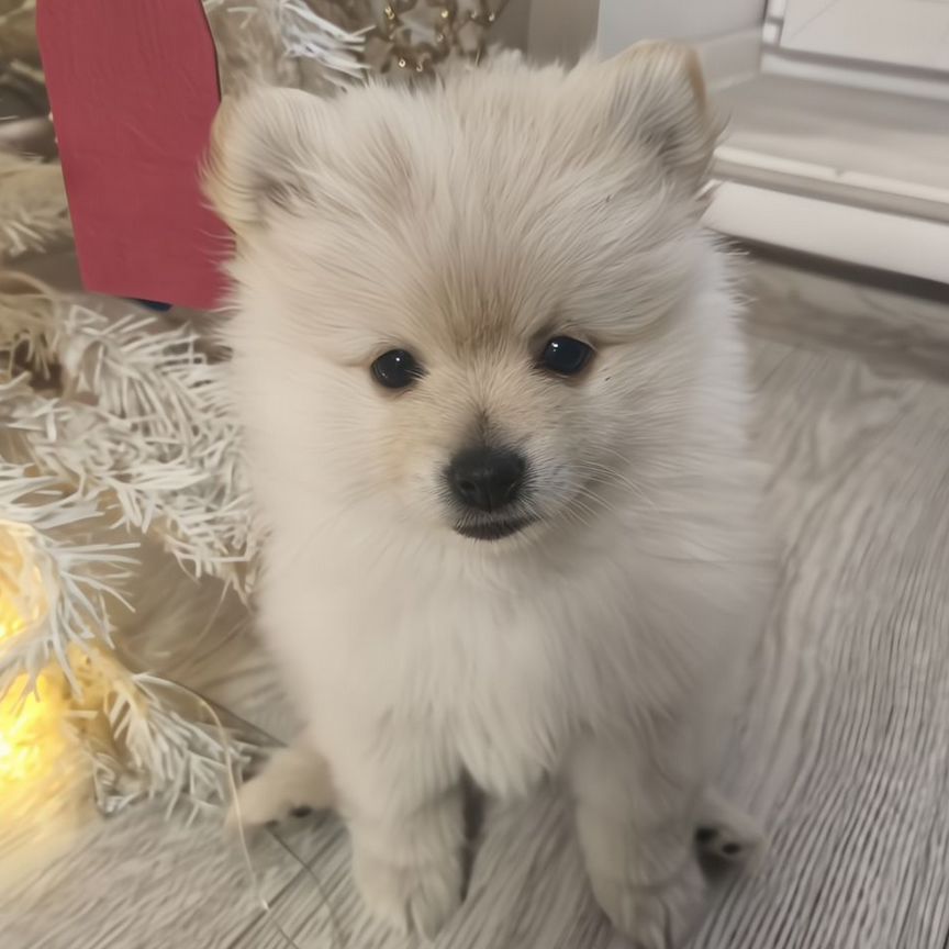 Померанский шпиц, щенок