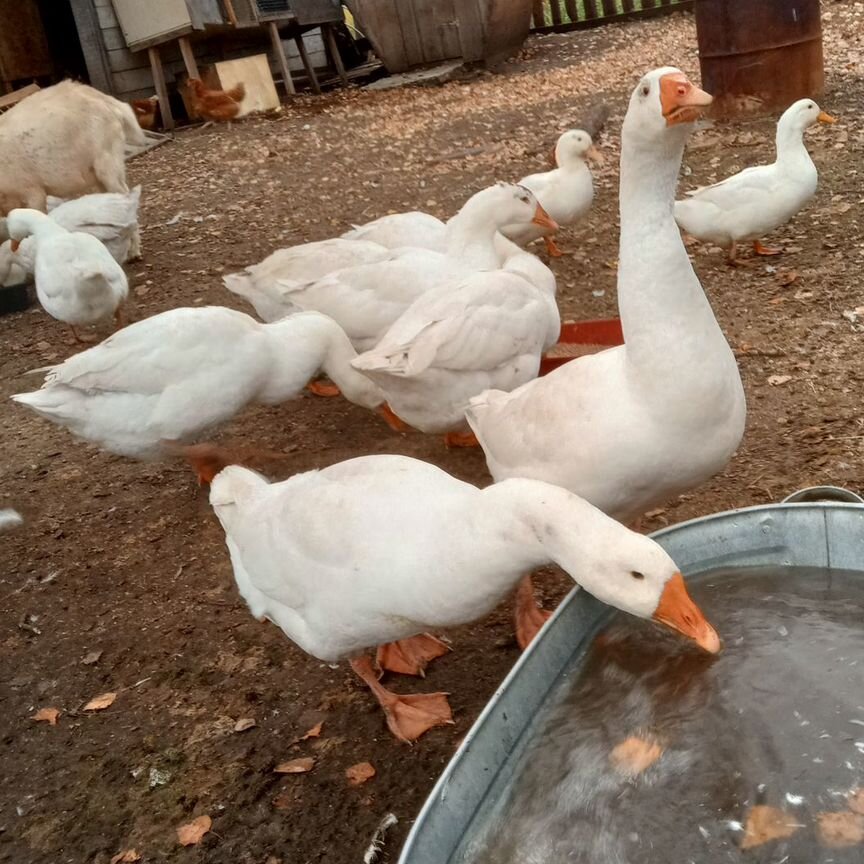 Гуси линда живым весом
