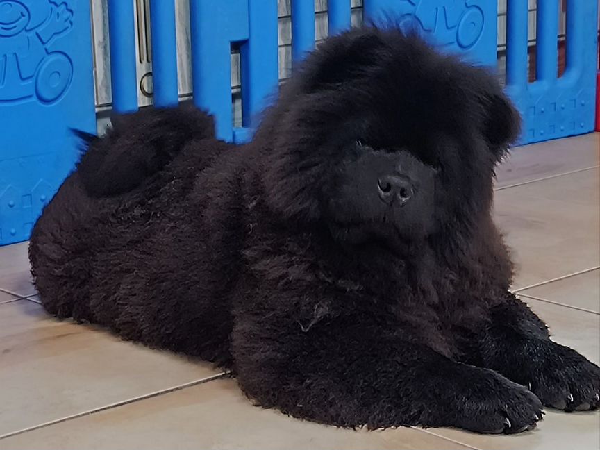 Чау-чау