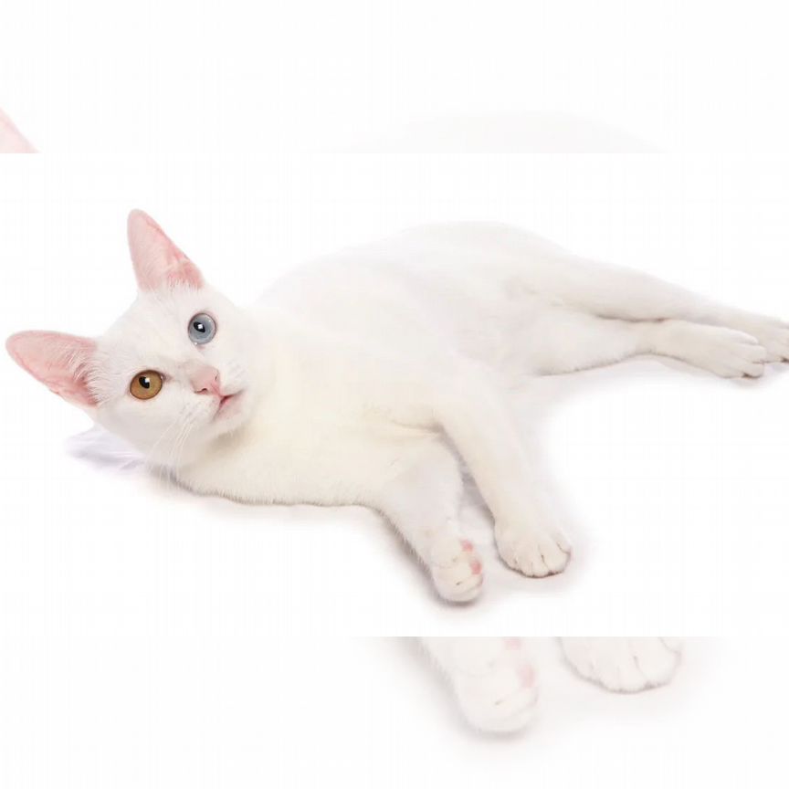 Взрослая кошка в добрые руки