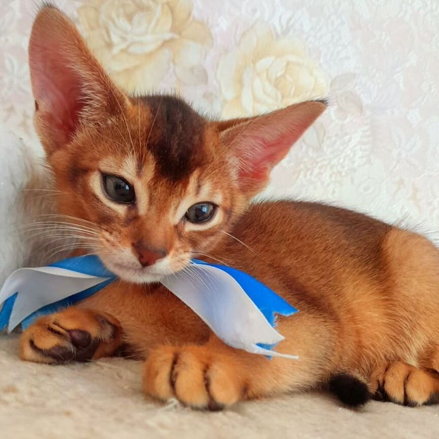 Абиссинский котёнок